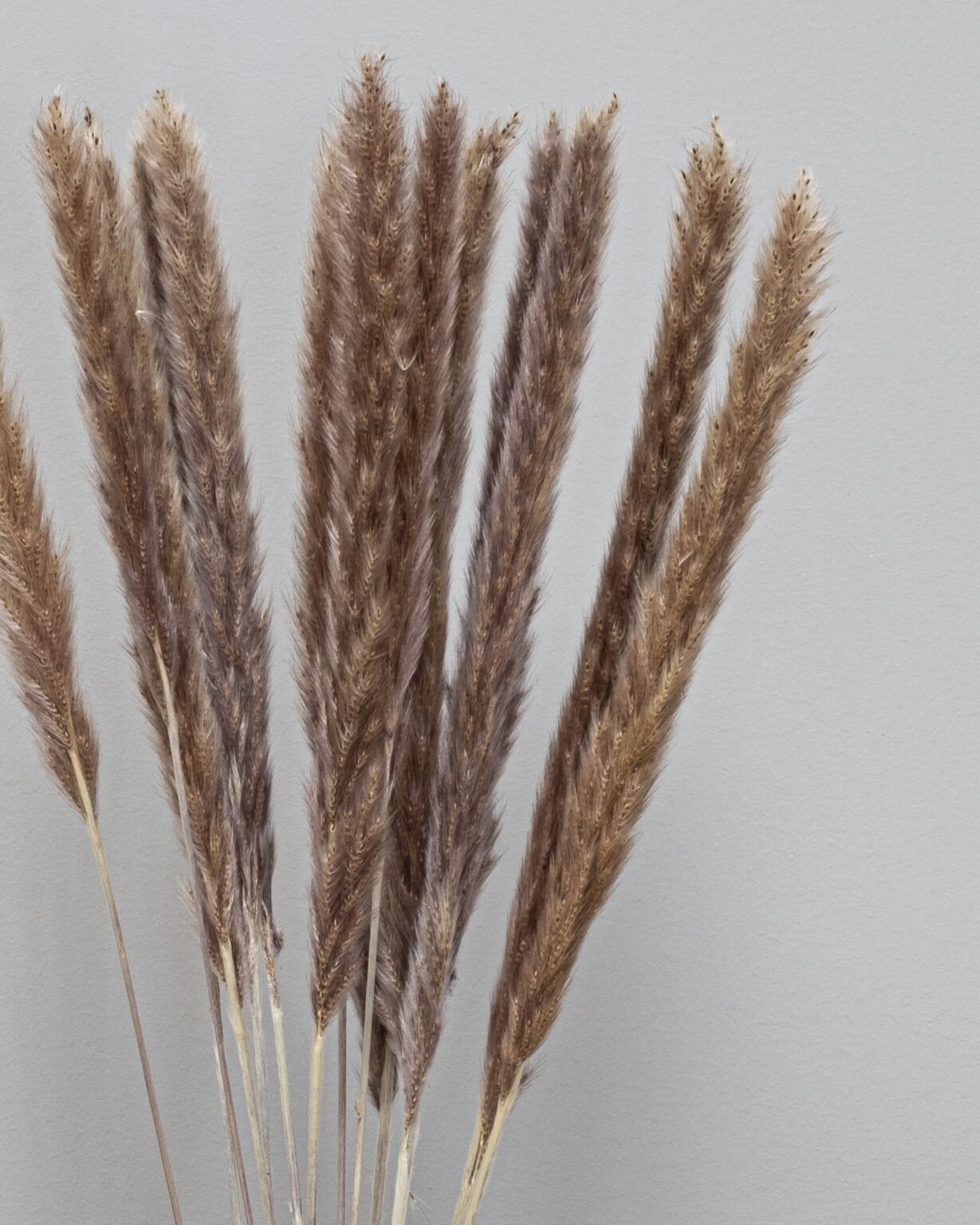 Mini-Pampasgras – Elegante Trockenblumen Deko